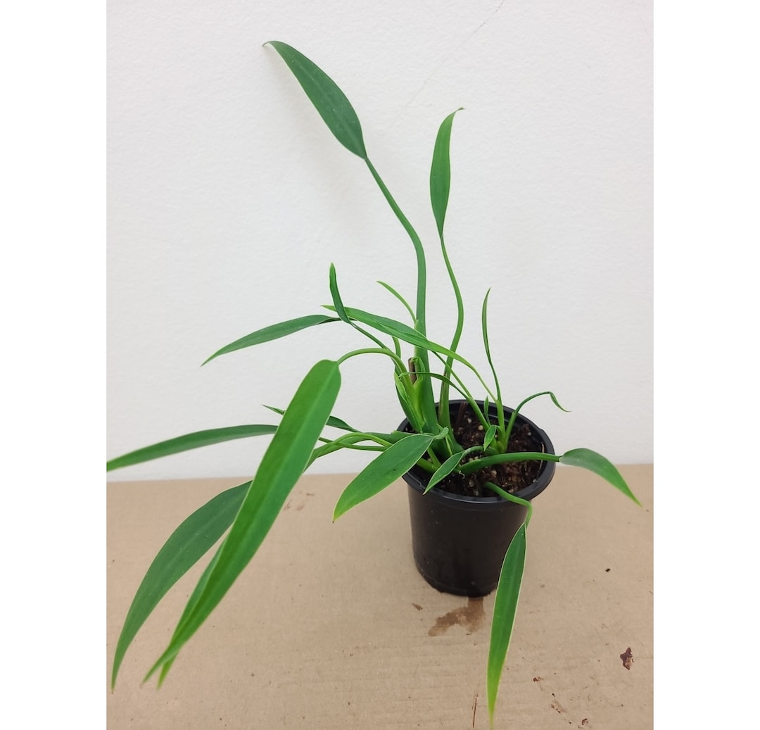 PHILODENDRON SUCRE'S SLIM *rare* Cool Thin Wispy Leaves * Examples of ...