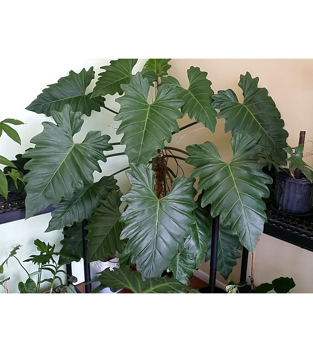 PHILODENDRON SUBINCISUM Huge CUTTING Aka Wilson Wilsonii Ee Not ...