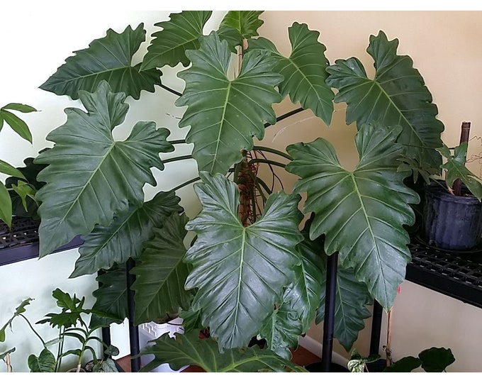 PHILODENDRON SUBINCISUM Huge CUTTING Aka Wilson Wilsonii Ee Not ...