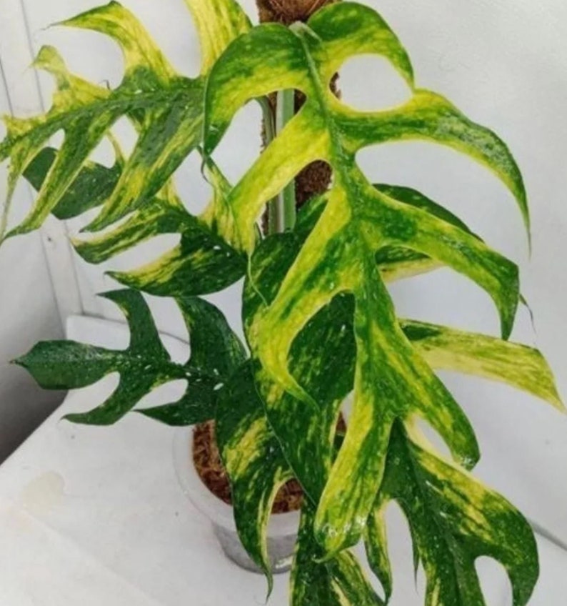 YELLOW VARIEGATED Epipremnum Pinnatum Kujang Gold Flame Aurea Variegata ...