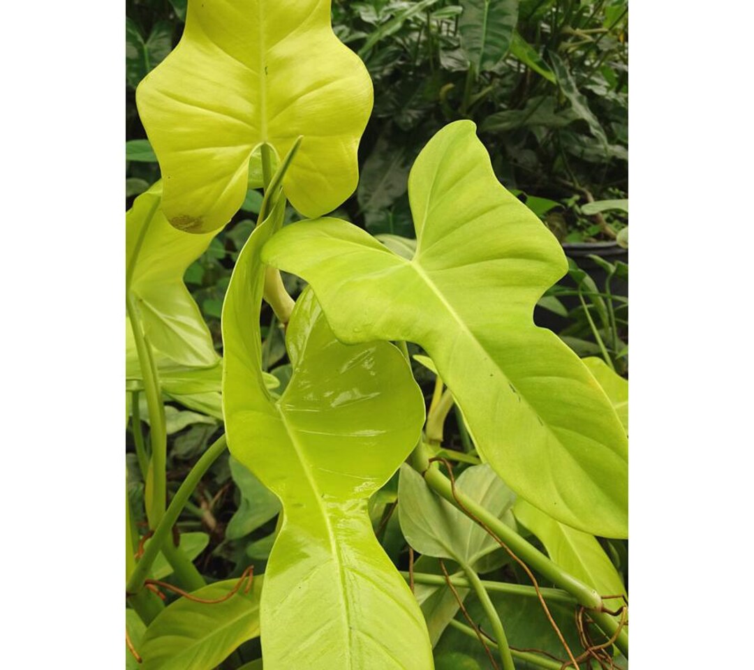 Philodendron Golden Hammerhead Bipennifolium Aurea Gold Form + Free ...
