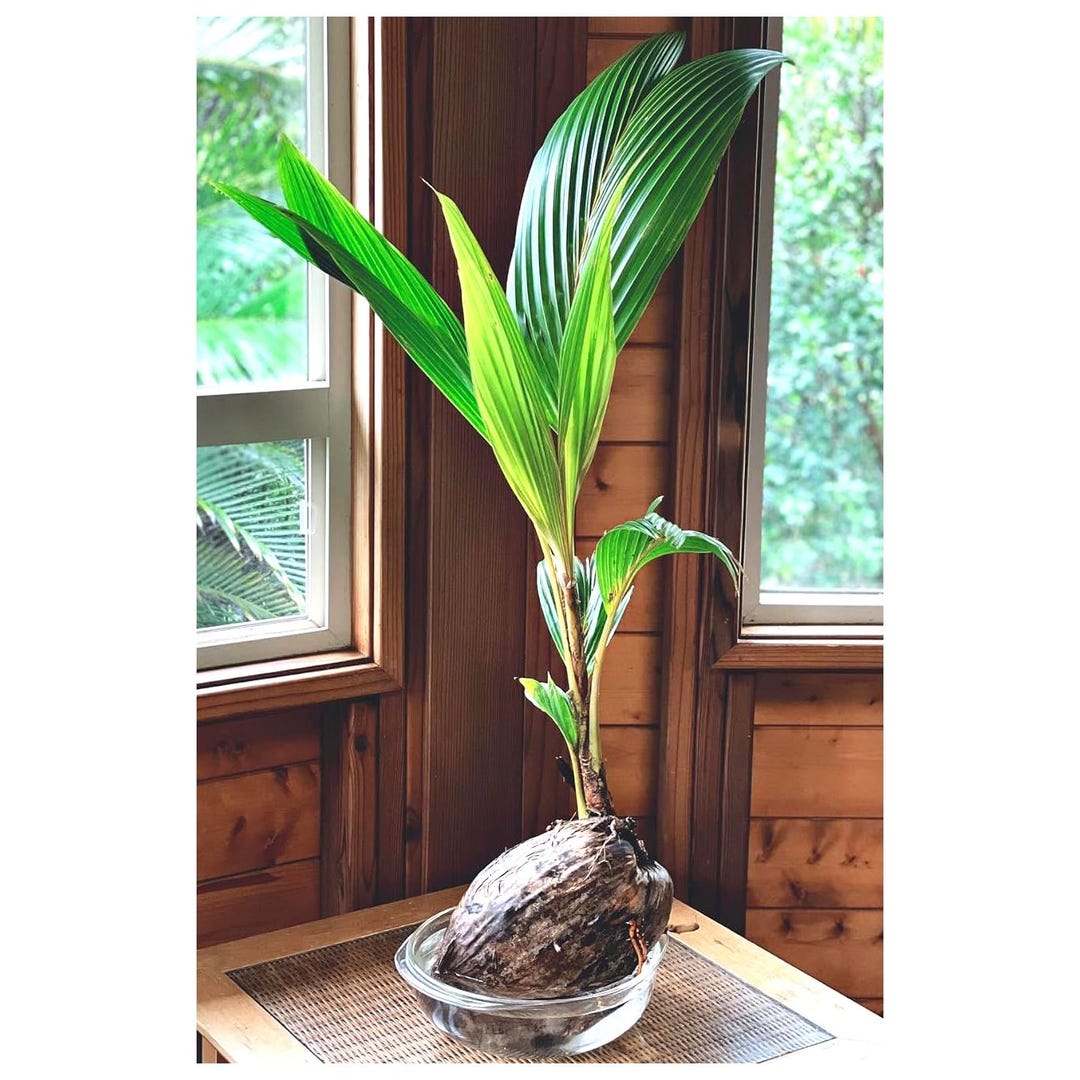 Live X.L Green Dwarf Malayan Coconut 1 to 3 Feet Tall Plant Cocos ...
