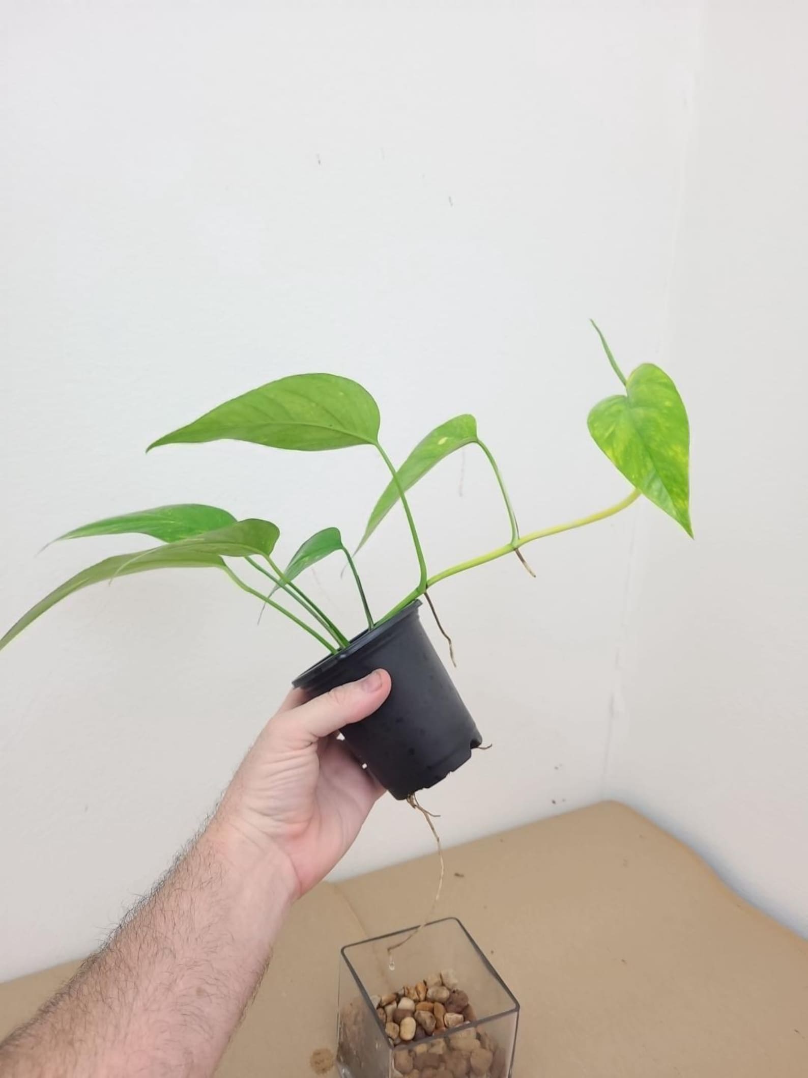 YELLOW VARIEGATED Epipremnum Pinnatum Kujang Gold Flame Aurea Variegata ...