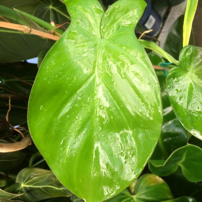 Philodendron Bicolor - Etsy