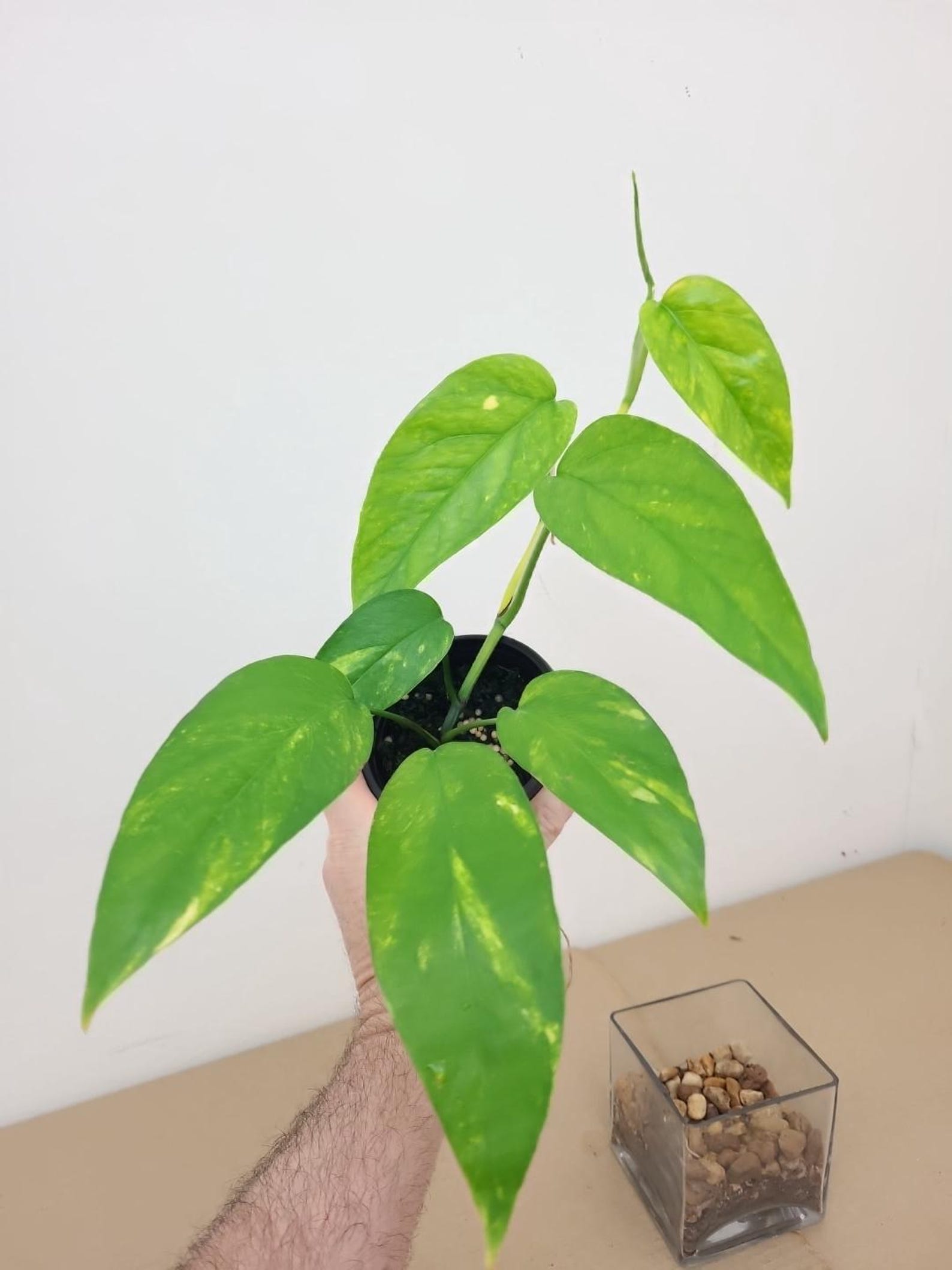 YELLOW VARIEGATED Epipremnum Pinnatum Kujang Gold Flame Aurea Variegata ...
