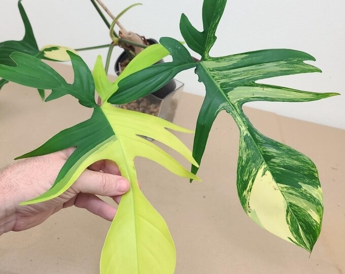VARIEGATED PHILODENDRON Squamiferum X Pedatum - Florida Beauty ...