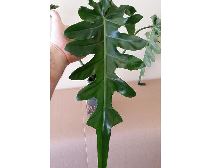 PHILODENDRON BOB CEE Plant +free Heat *rare Aroid Long Glossy Serrated ...