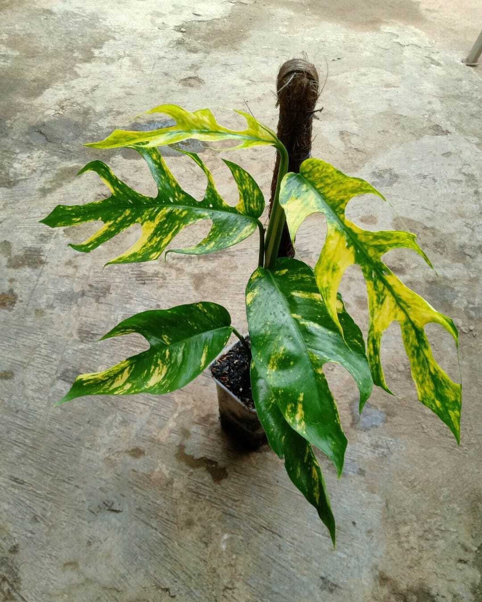 YELLOW VARIEGATED Epipremnum Pinnatum Kujang Gold Flame Aurea Variegata ...
