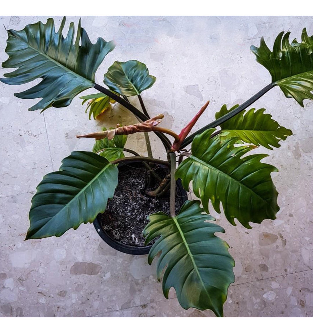 PHILODENDRON RED EMPRESS free Heat very Rare Sawtooth Red Leaves ...