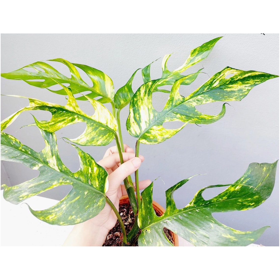 YELLOW VARIEGATED Epipremnum Pinnatum Kujang Gold Flame Aurea Variegata ...