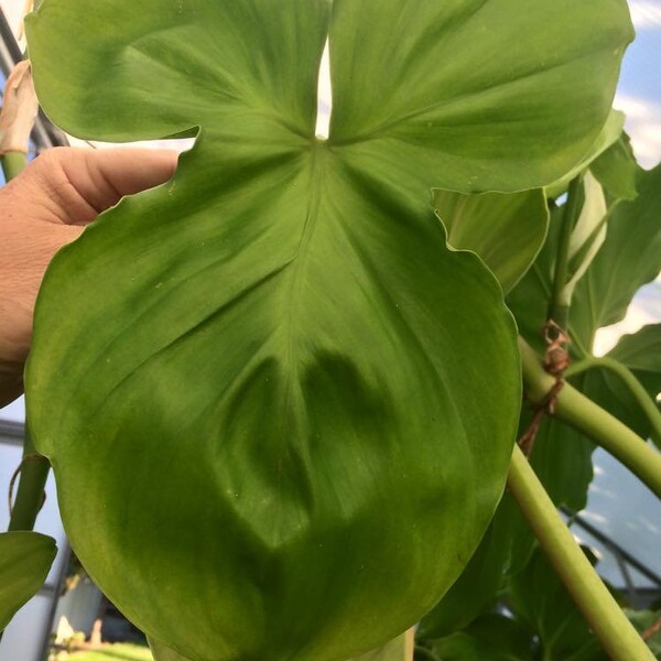 Philodendron Camposportoanum - Etsy