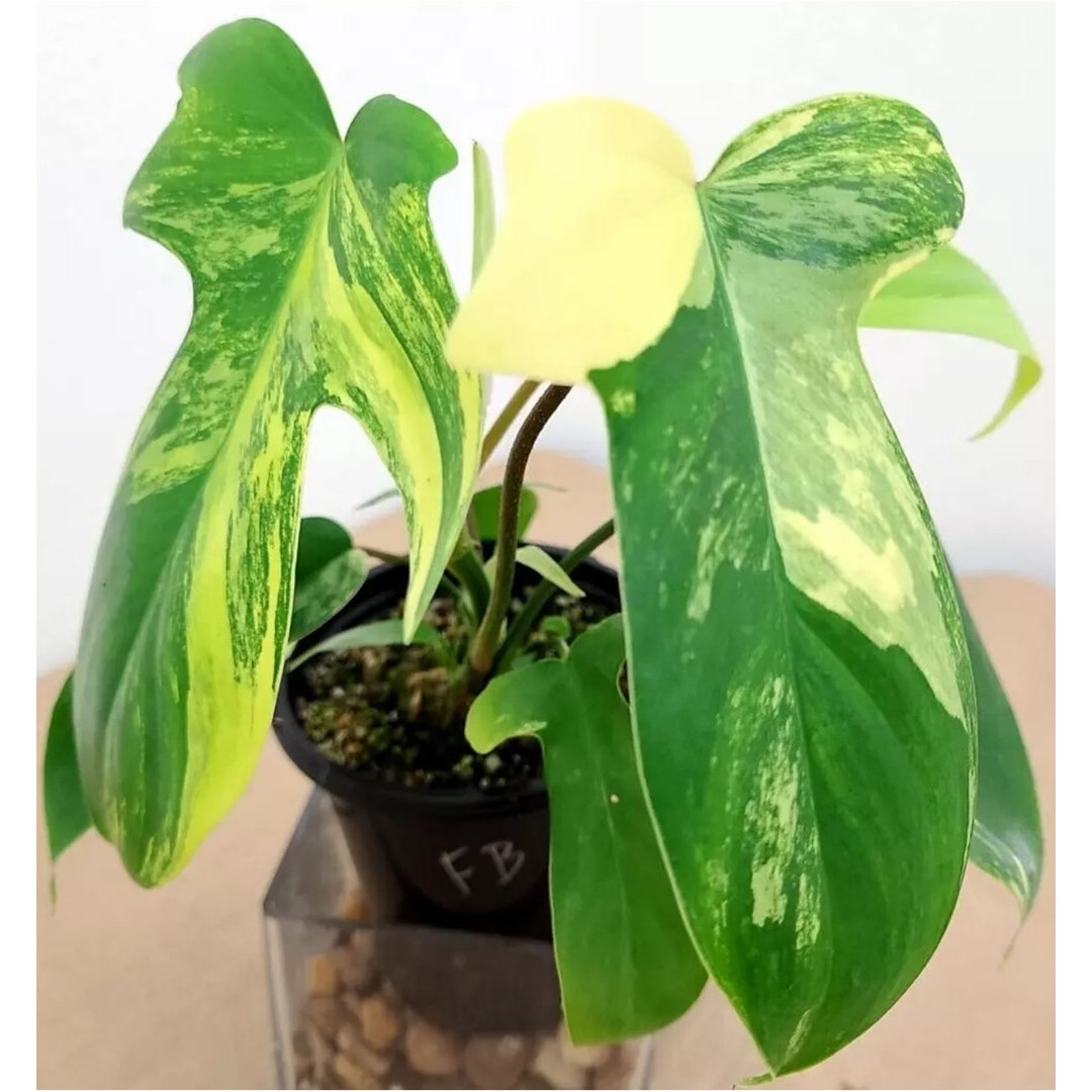 VARIEGATED PHILODENDRON Squamiferum X Pedatum - Florida Beauty ...