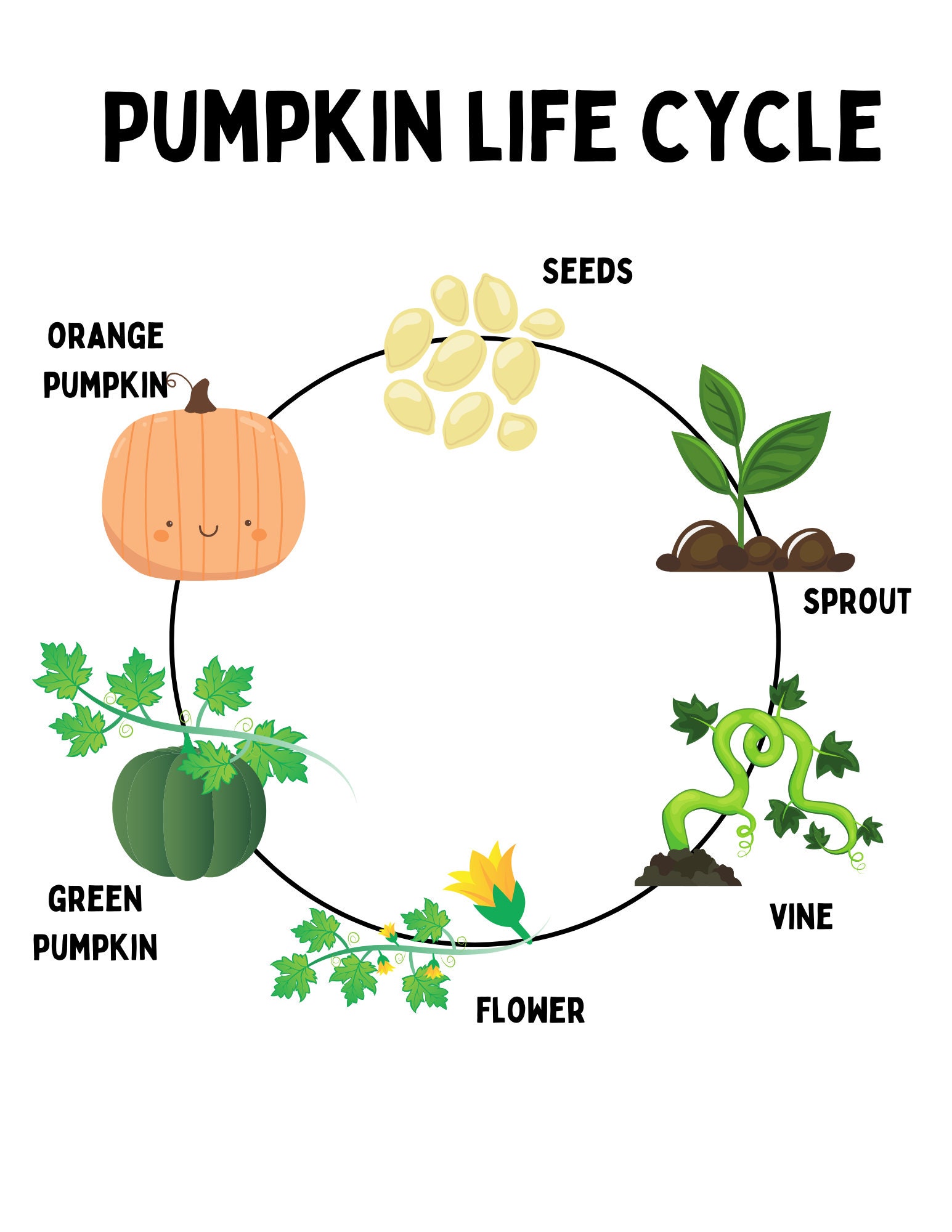 Pumpkin Unit Study: Science, Life Cycle, Labeling, Cutting & Pasting ...