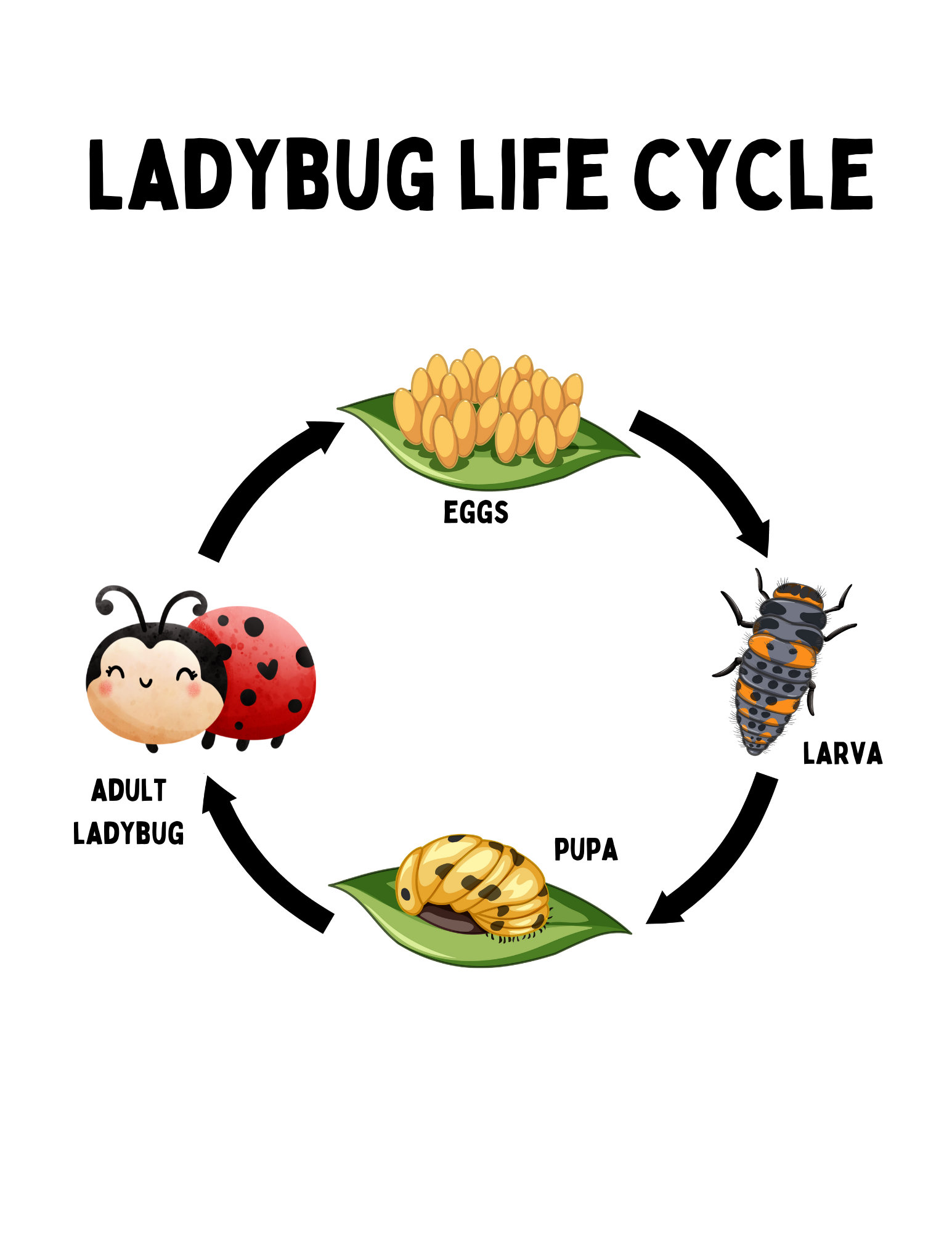 Ladybug Unit Study: Science, Labeling, Cutting & Pasting, Tracing ...
