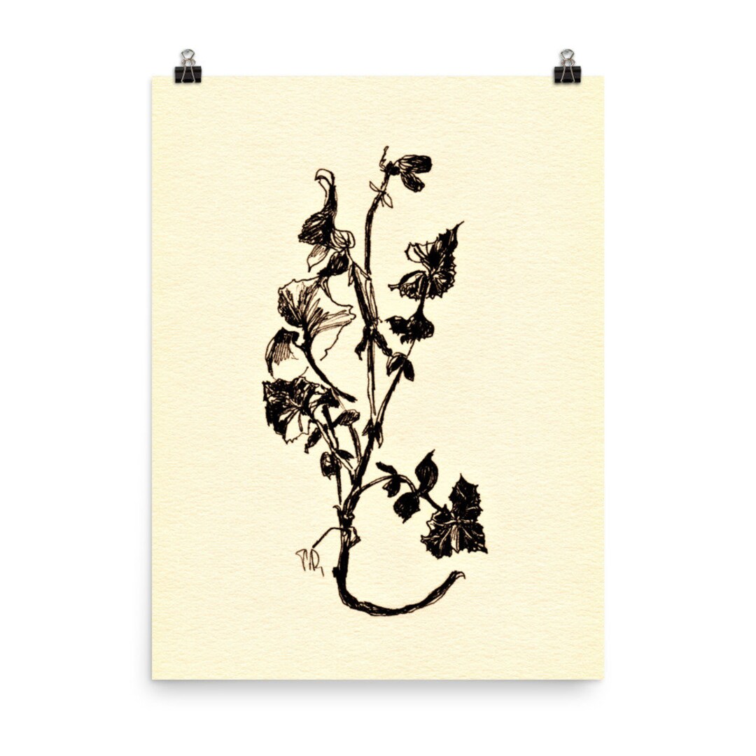Flower Line Drawing, Fine Art Prints, Nature Study Flower One Line Ink ...