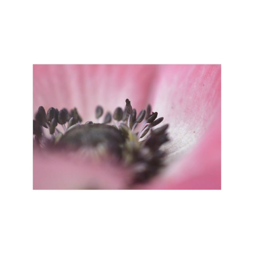 Pink Gerber Close up Satin Poster - Etsy