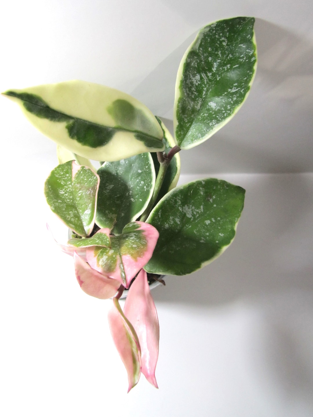Hoya Krimson Queen Splash, Rooted Plant, Rare Hoya, Hoya Heaven Pdx - Etsy