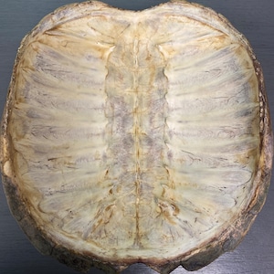 Common Snapping Turtle Shell Real - Etsy