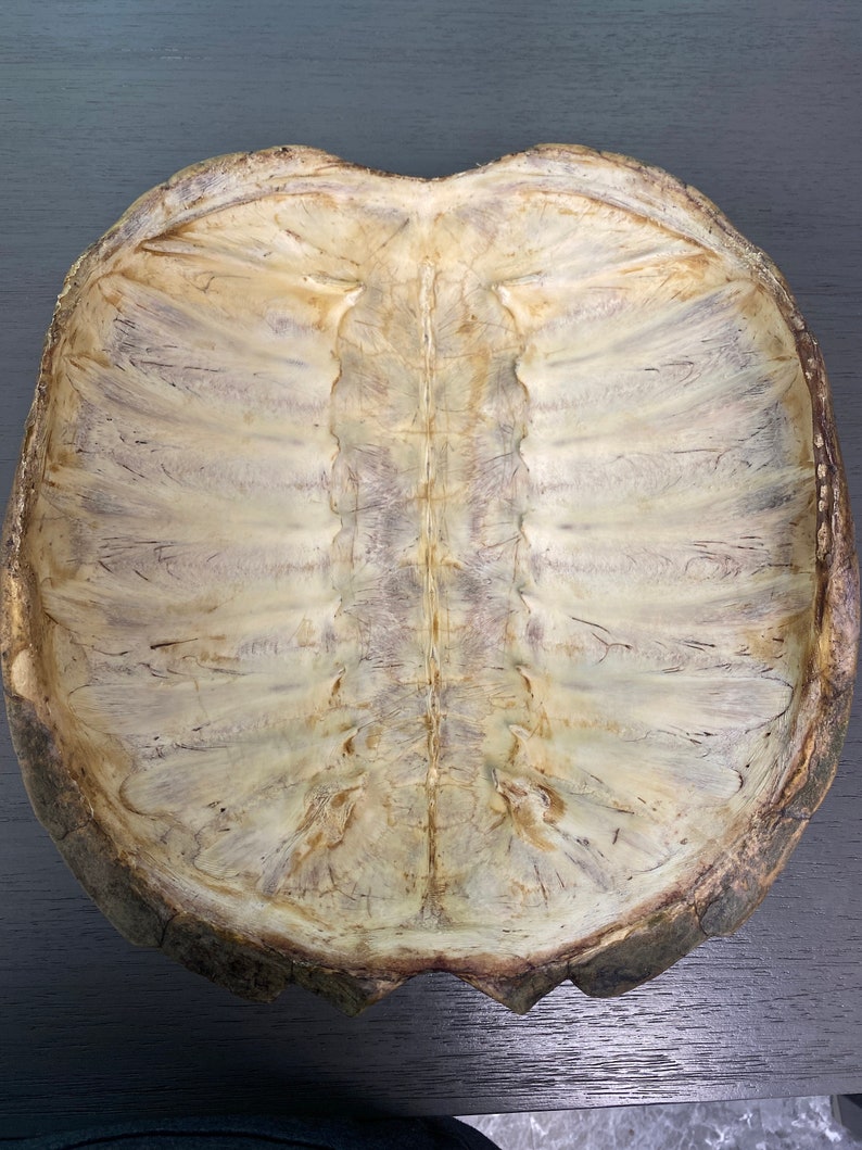 Common Snapping Turtle Shell Real - Etsy