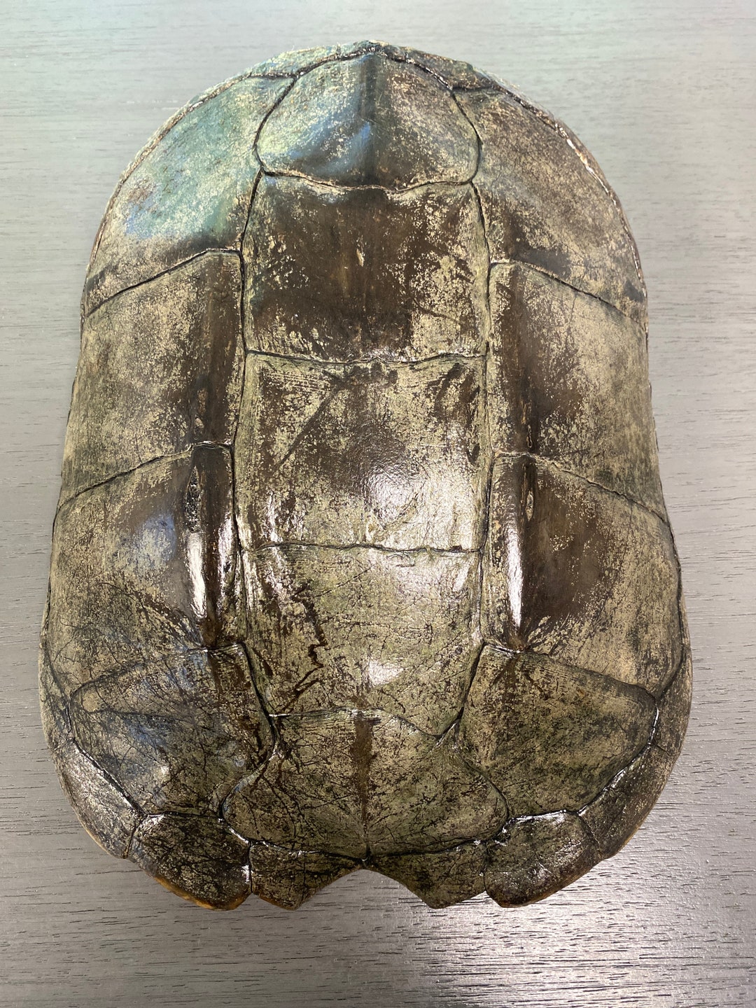 Common Snapping Turtle Shell Real - Etsy