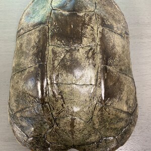 Common Snapping Turtle Shell Real - Etsy