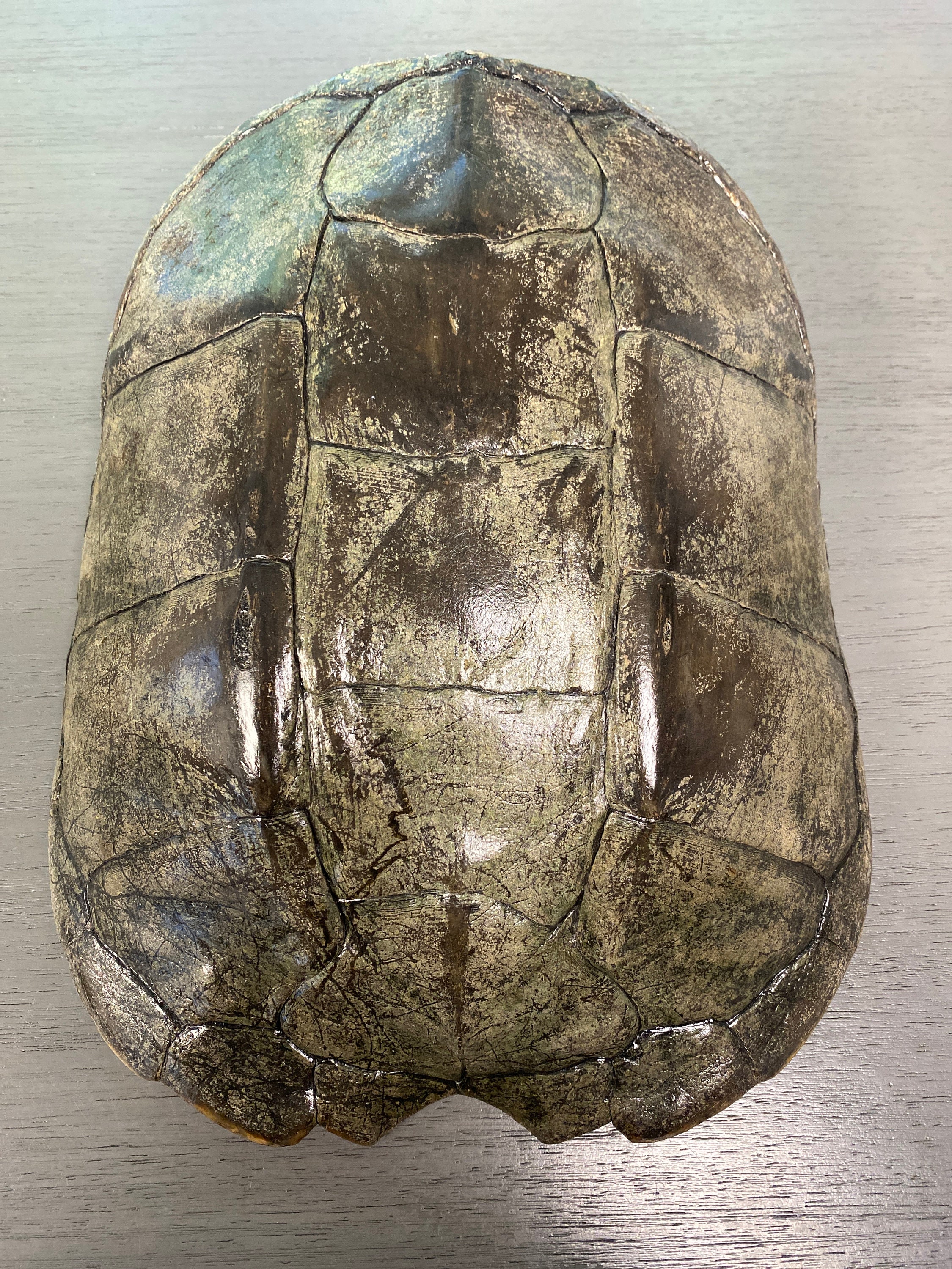 Common Snapping Turtle Shell Real - Etsy Common Snapping Turtle Shell Real - Etsy
