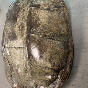 Common Snapping Turtle Shell Real - Etsy