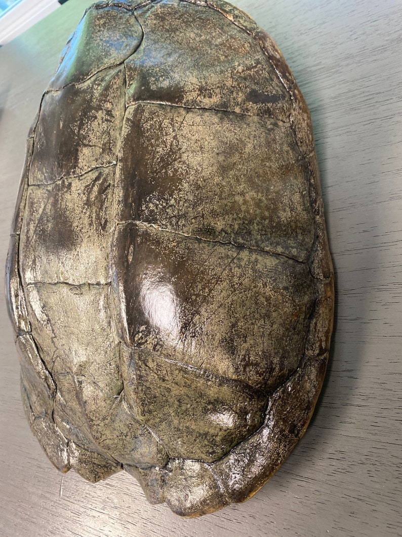Common Snapping Turtle Shell Real - Etsy