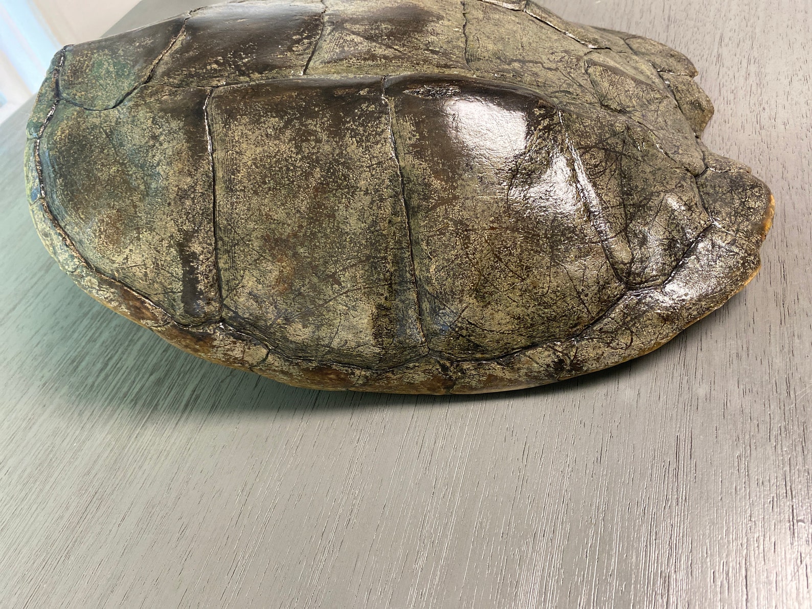 Common Snapping Turtle Shell Real - Etsy