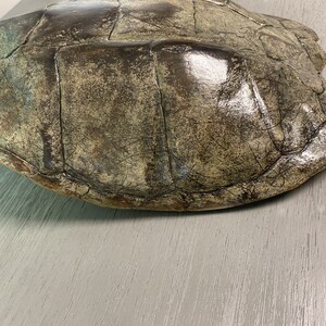 Common Snapping Turtle Shell Real - Etsy