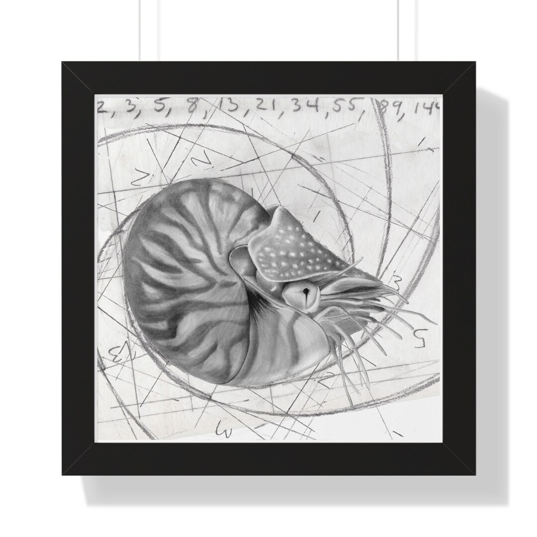 Fibonacci, an Illustration by James Wright, Nautilus, Ocean Art Print ...