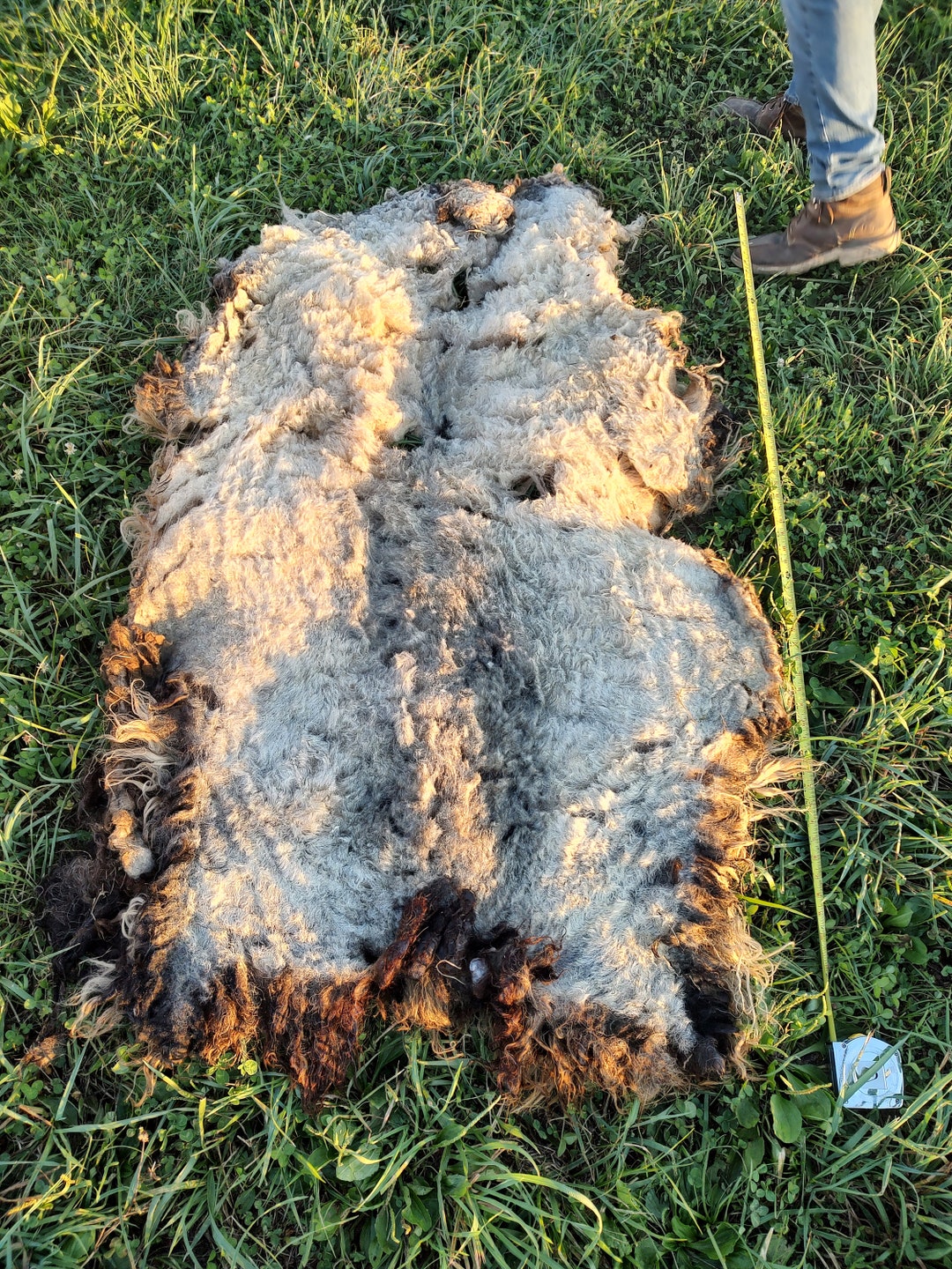 Raw UNWASHED Wool Navajo Churro - Etsy