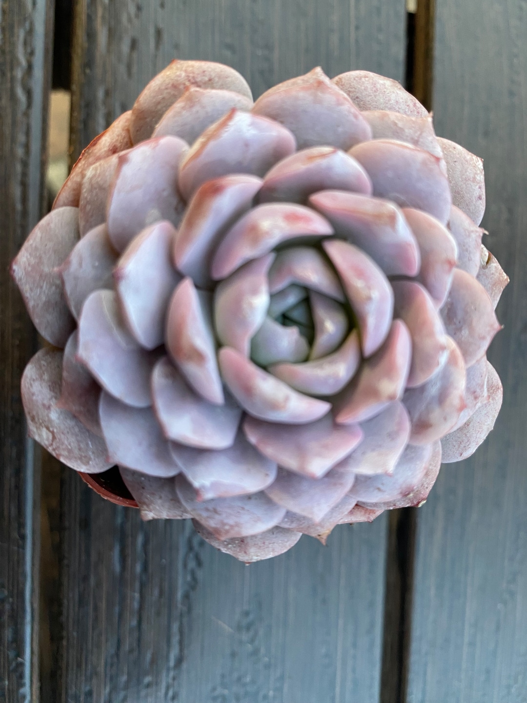 Echeveria ‘amazing Grace’ - Etsy