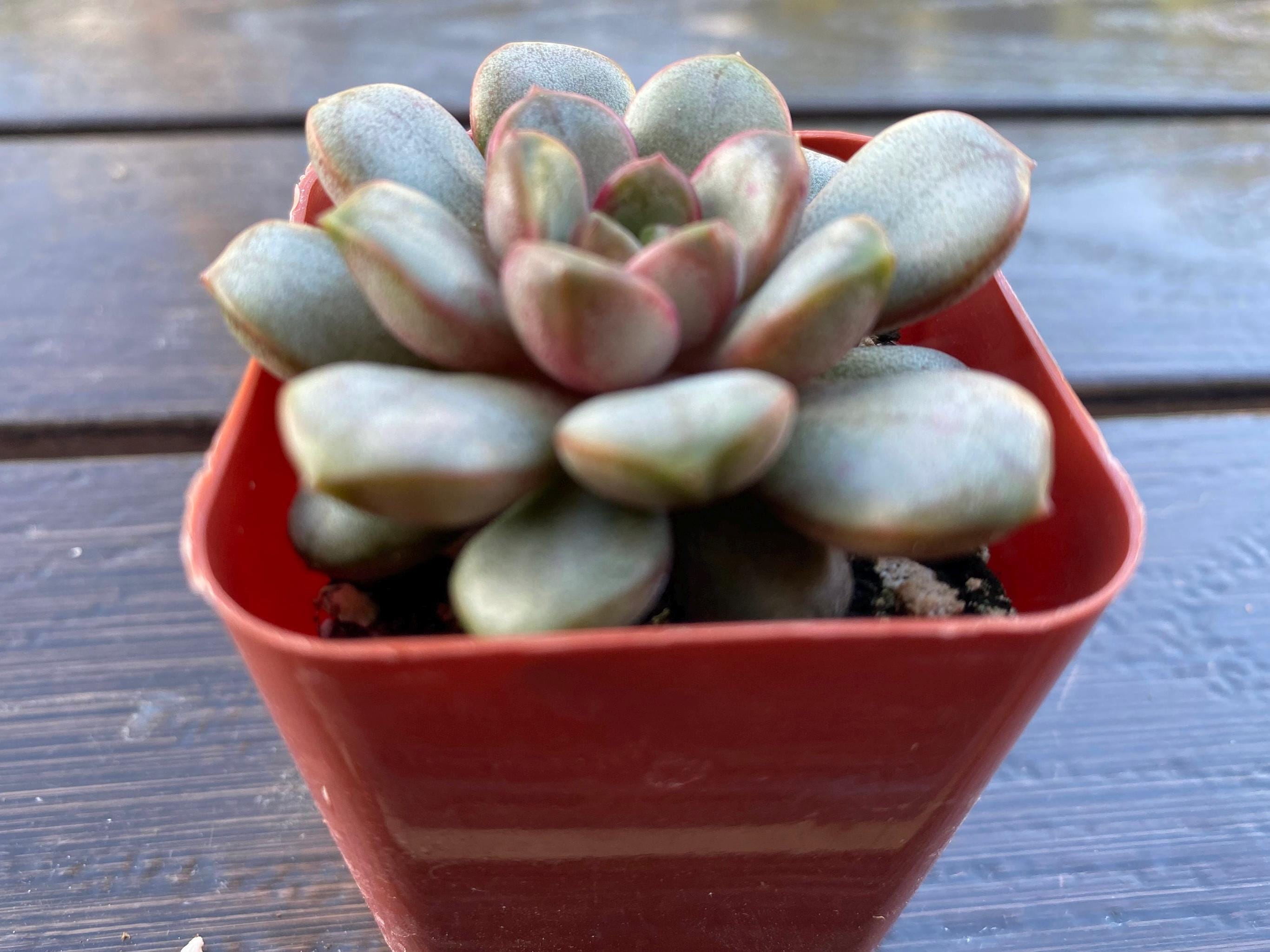 Graptoveria Amethorum in 2” Pot - Etsy