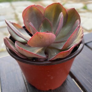 4'' Echeveria Suyon by THE SUCCULENT KISS - Etsy