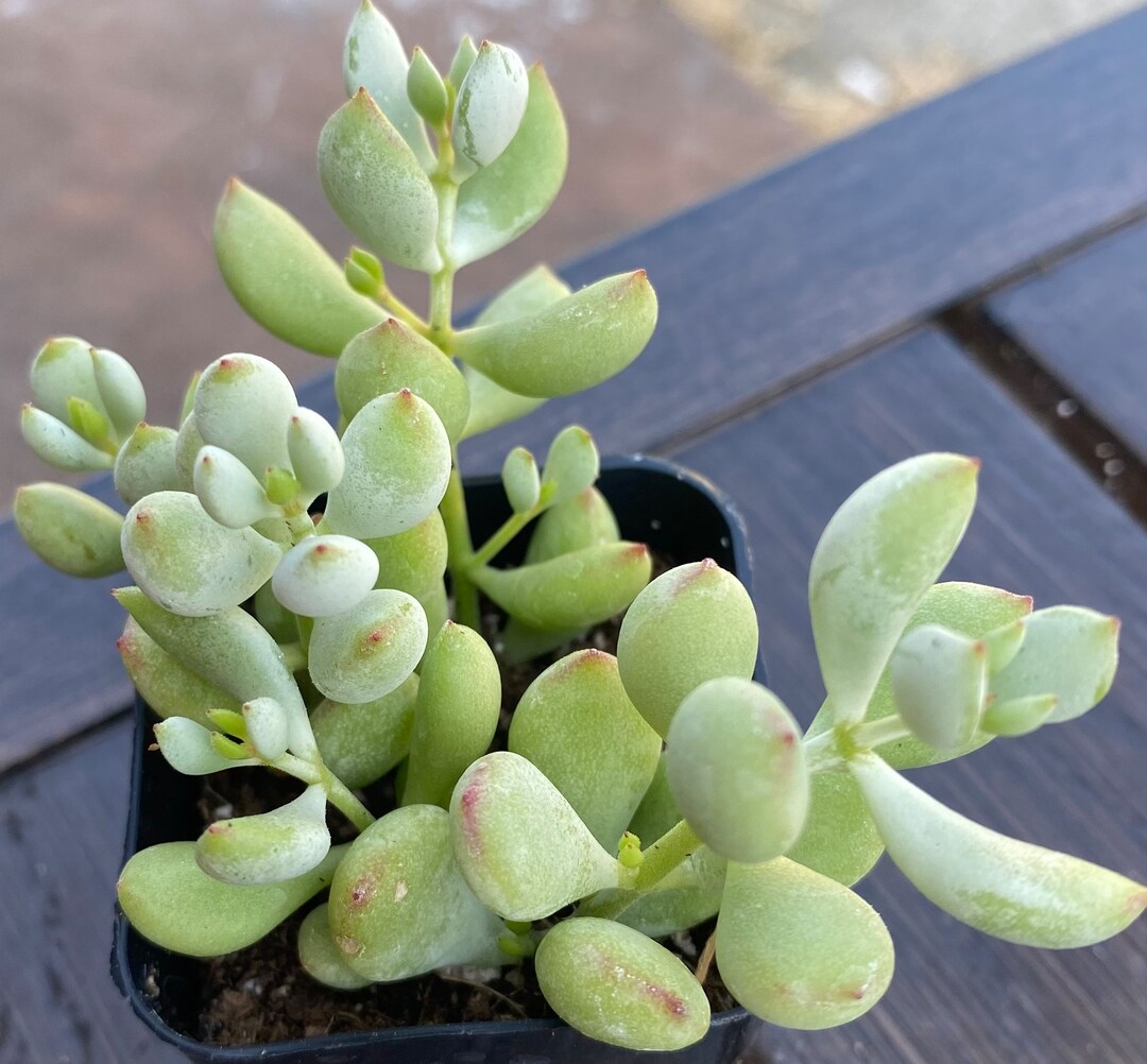 Cotyledon Pendens Succulent in 2'' Pot – Live Trailing Plant - Etsy