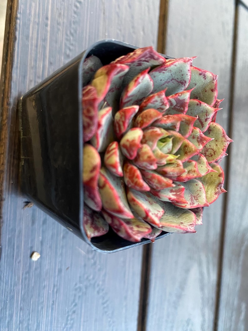 Echeveria Firework Live Succulent Plant (2" Pot) - Etsy