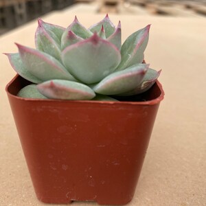2” Echeveria ‘pink Tips’ - Etsy