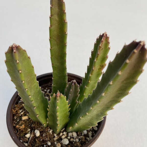 Stapelia - Etsy