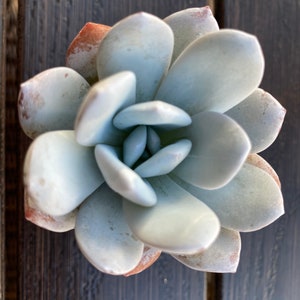Echeveria Laurii 2pot - Etsy