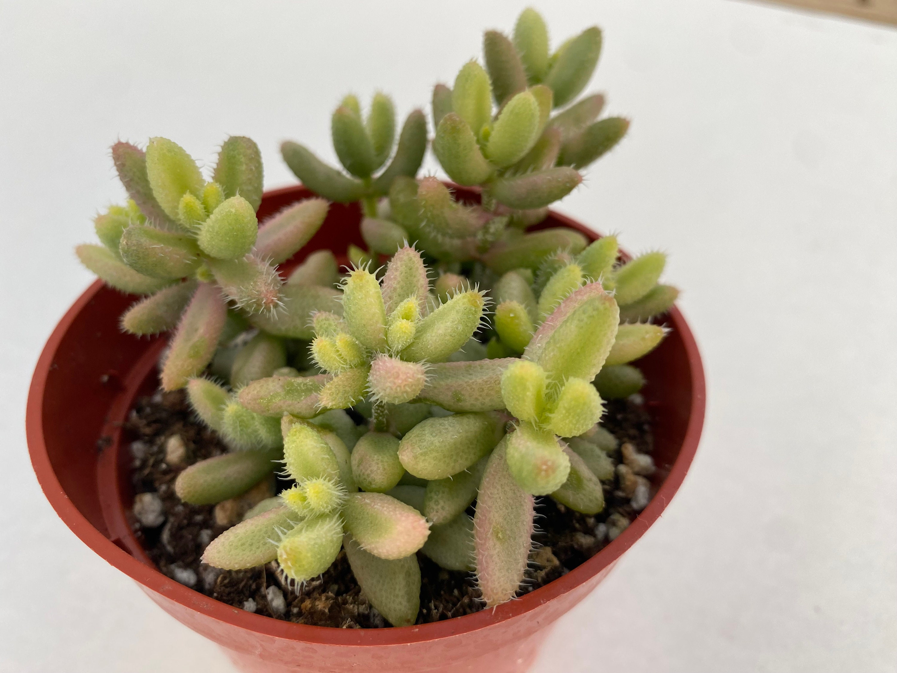 4” Pot Pickles Plant Variegated by the Succulent Kiss - Etsy