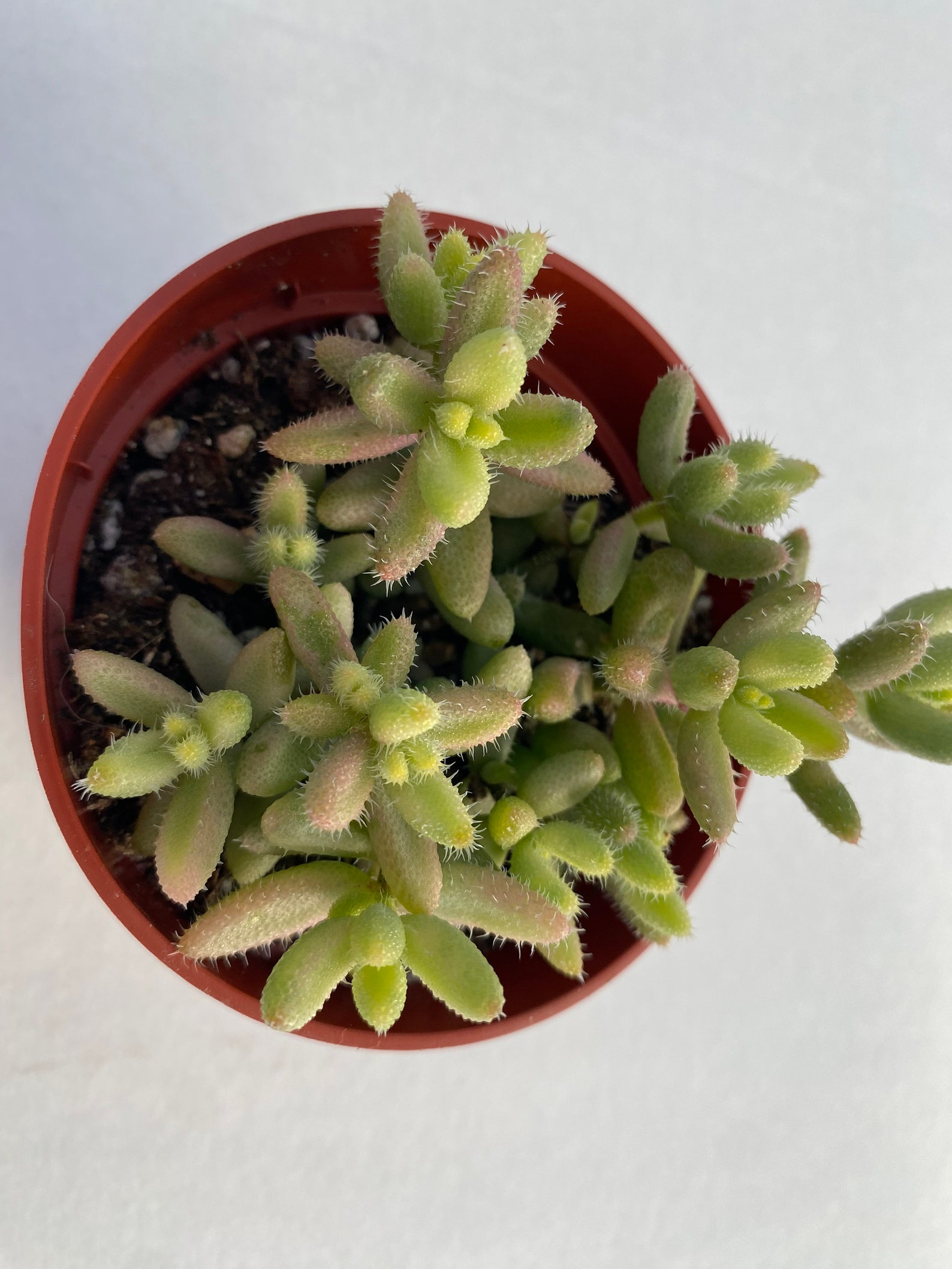 4” Pot Pickles Plant Variegated by the Succulent Kiss - Etsy