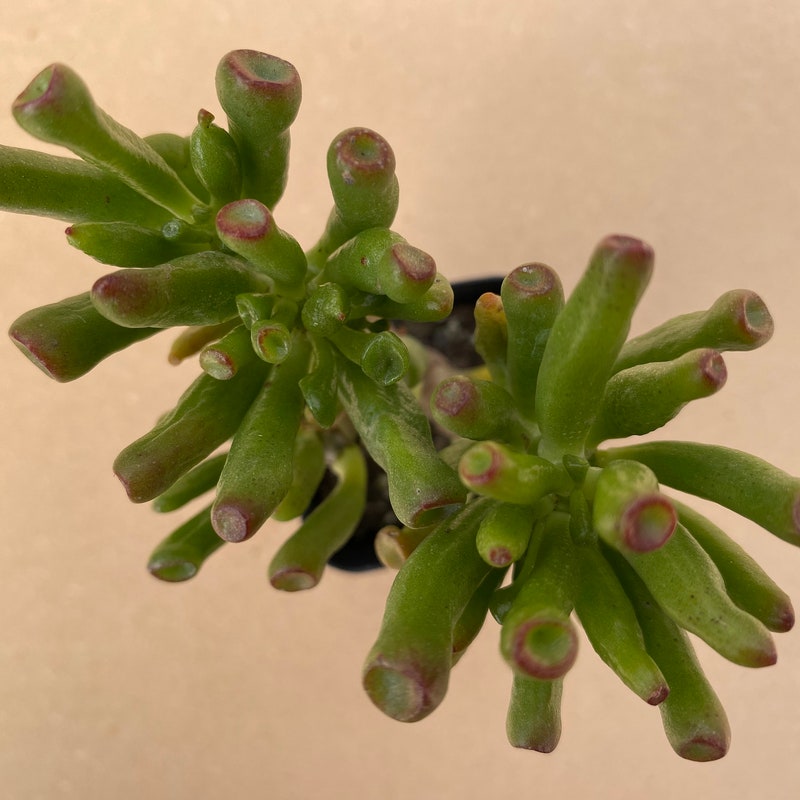 Crassula - Etsy