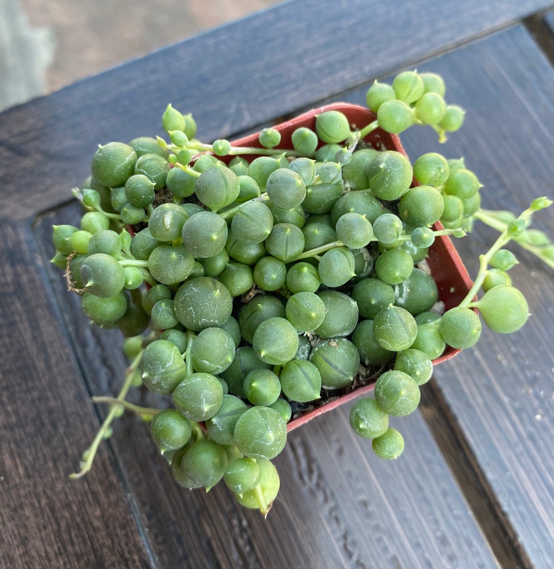 String of Pearls Succulent in 2'' Pot - Etsy