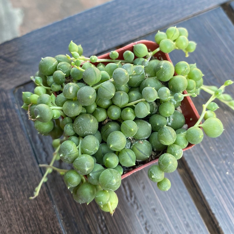 String of Pearls Succulent - Etsy