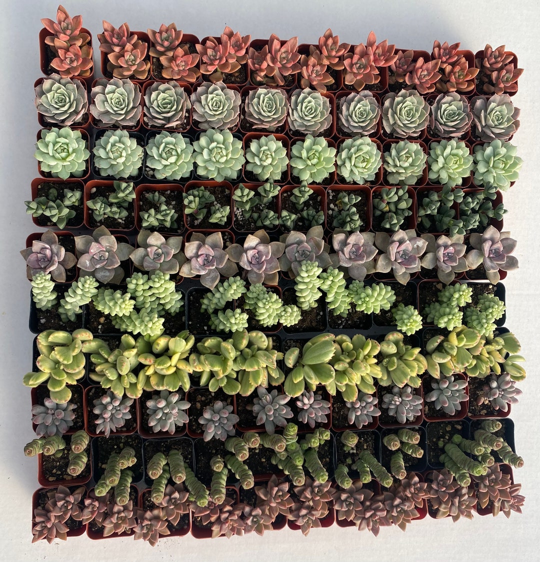 100 Pots With 10 Assorted by the Succulent Kiss - Etsy
