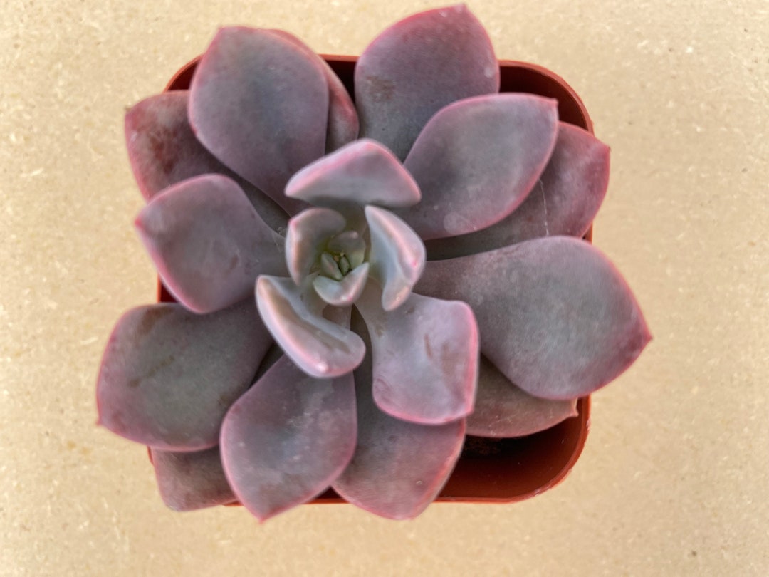 2” X Graptoveria ‘debbi’ - Etsy