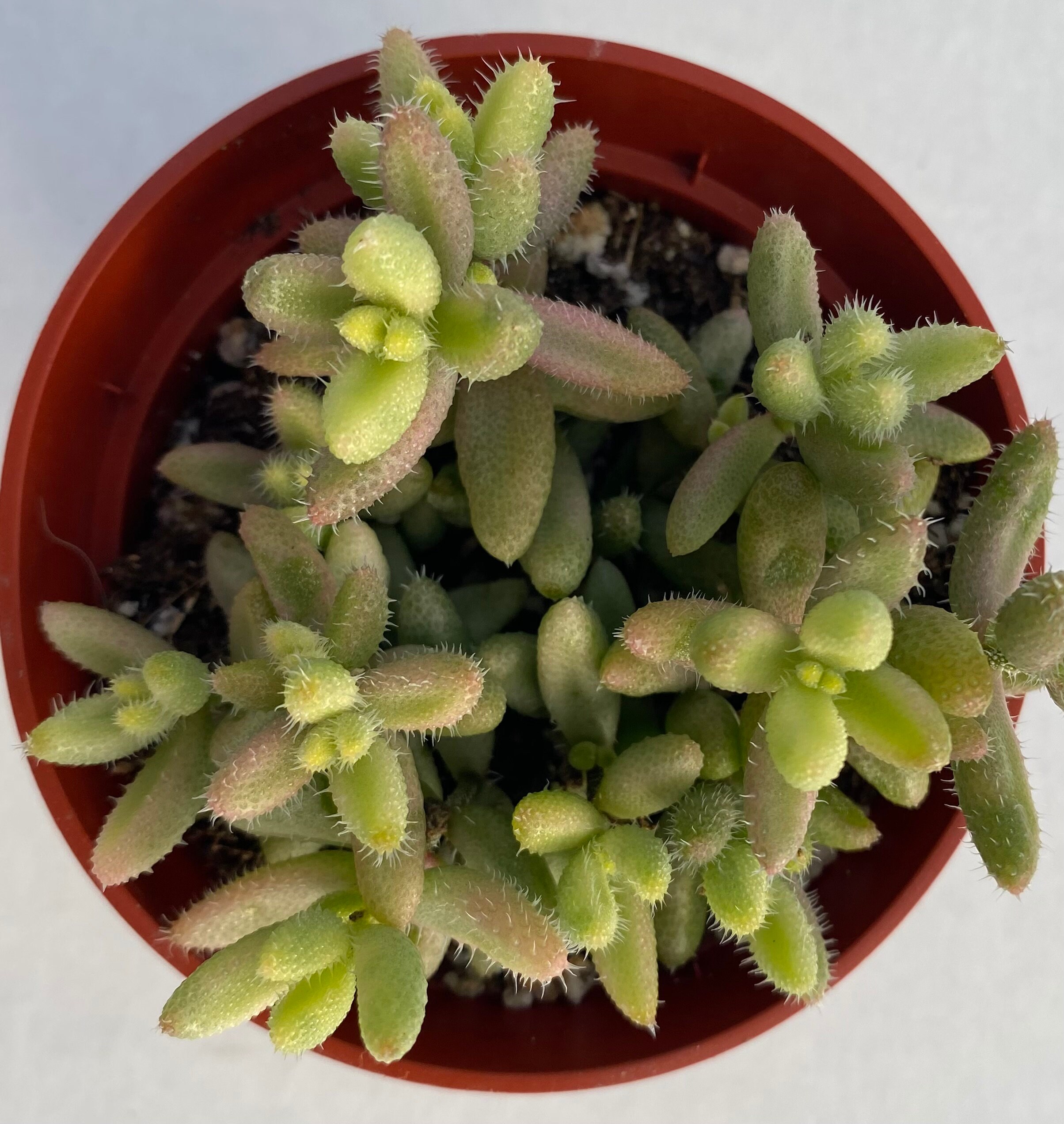 4” Pot Pickles Plant Variegated by the Succulent Kiss - Etsy