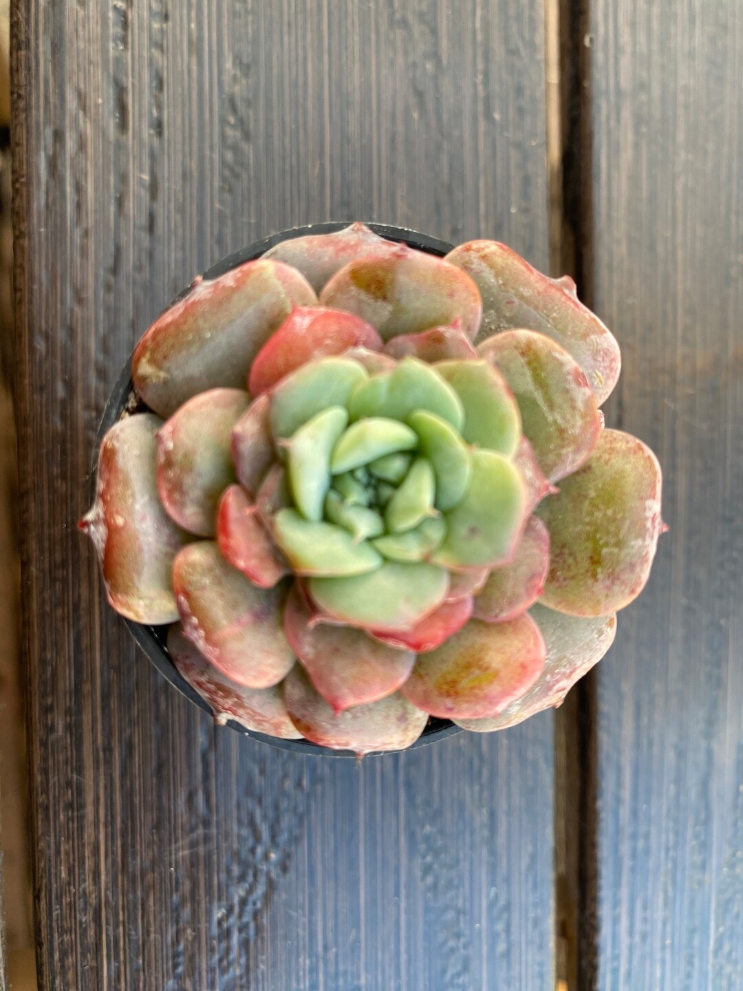 Echeveria Lovely Bear. 2” Pot - Etsy