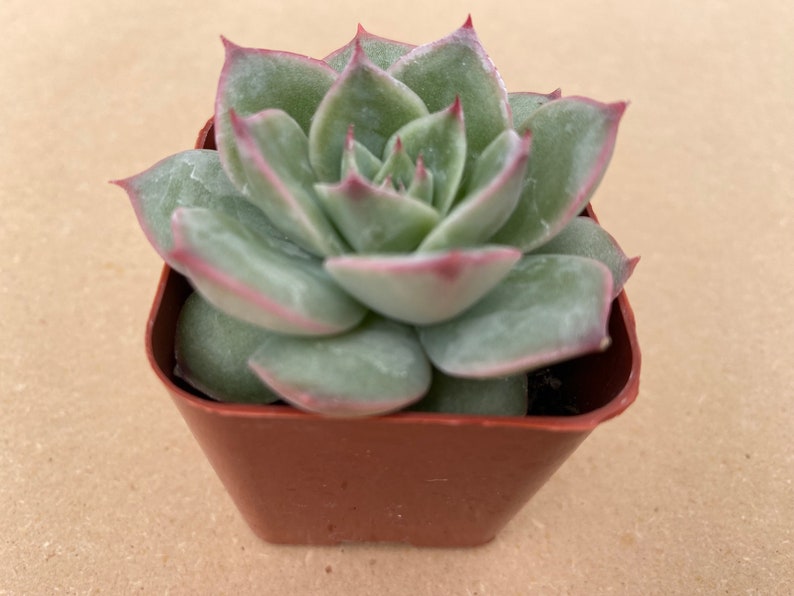 2” Echeveria ‘pink Tips’ - Etsy